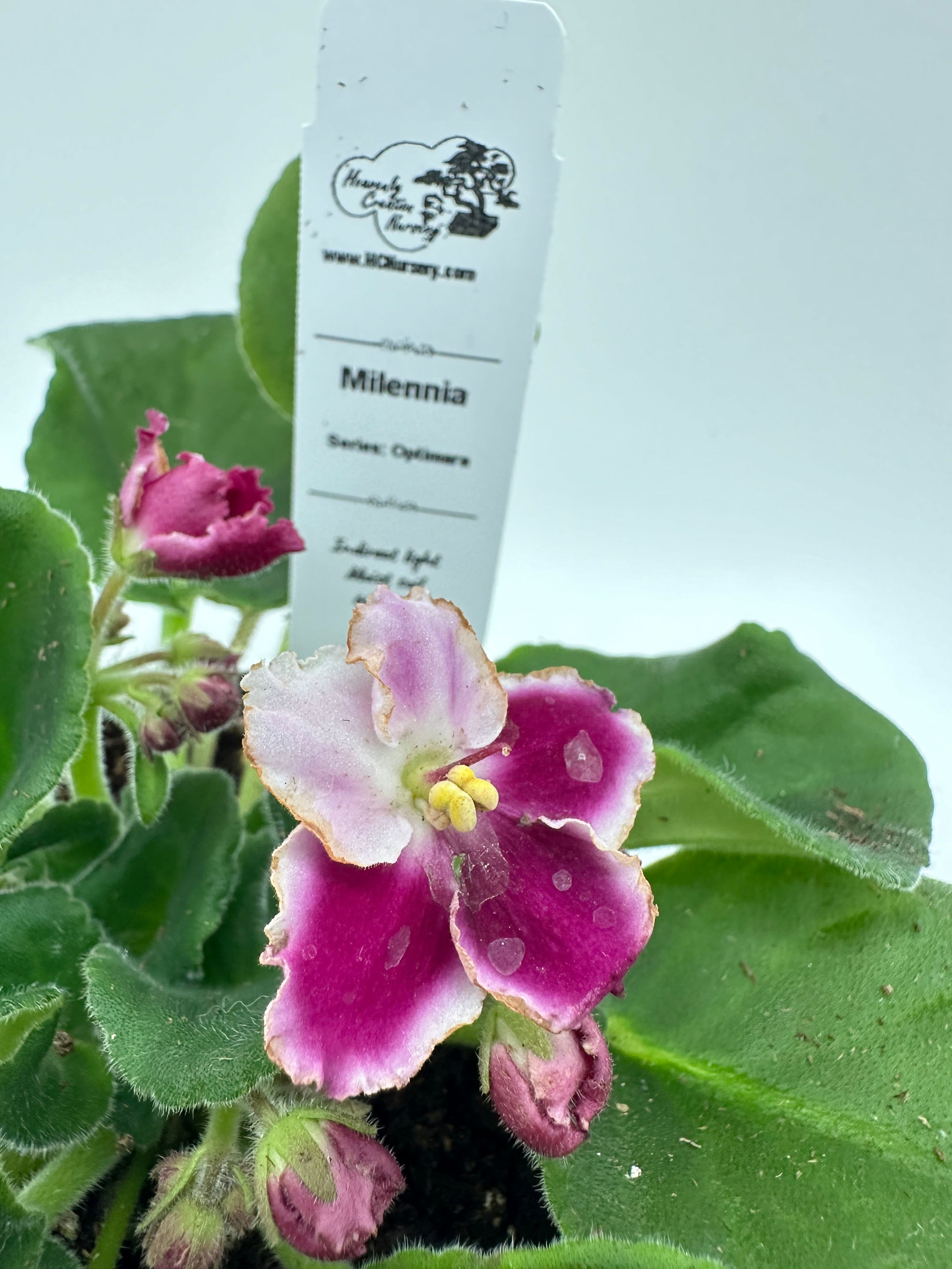Milennia - Live African Violet 4" - Series: Optimara – Heavenly ...
