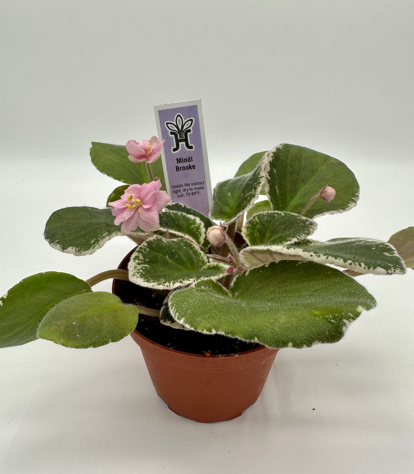 Mindi Brooke - Live African Violet 4" – Heavenly Creation Nursery