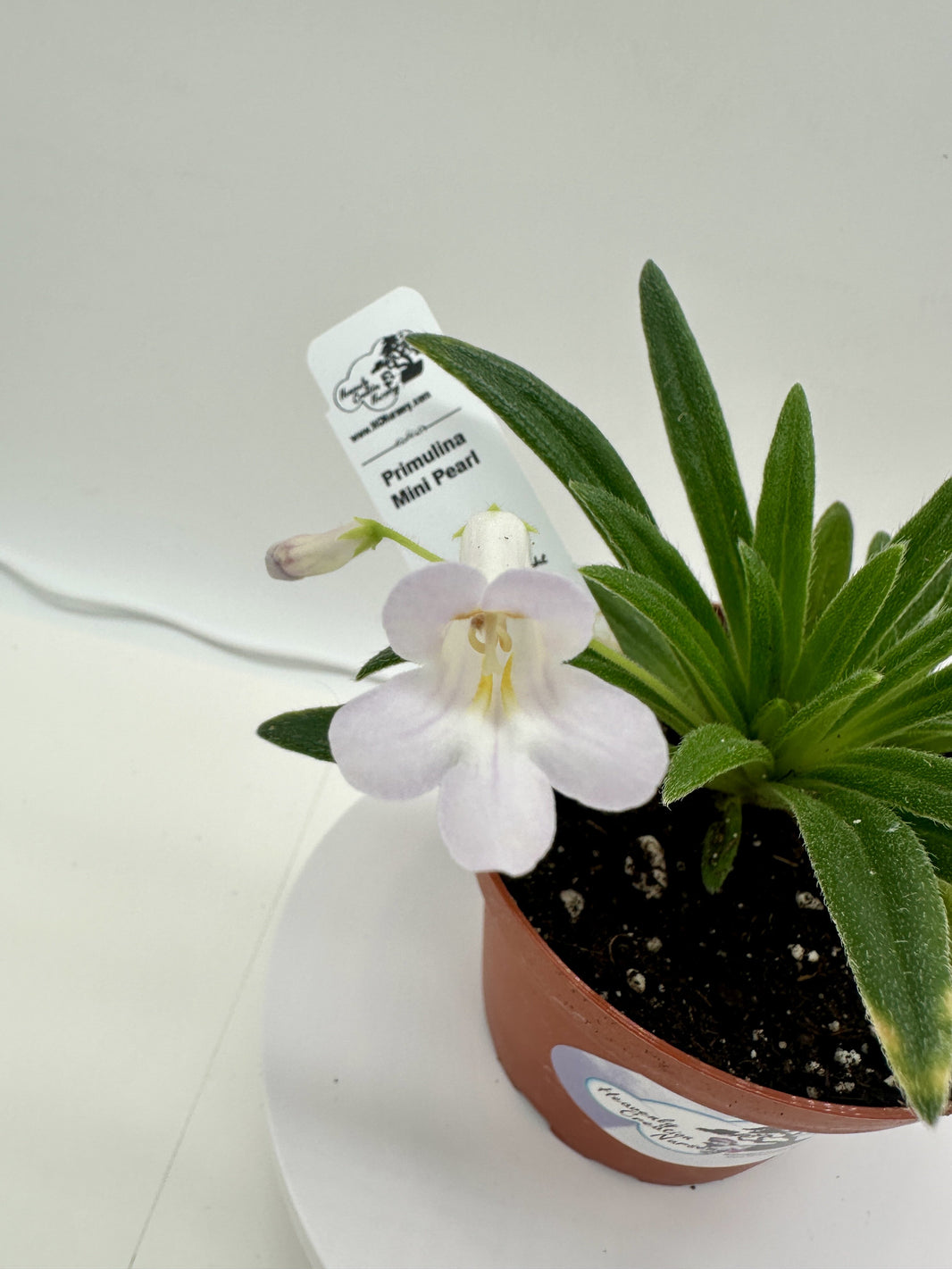 Asian Violet (Primulina) – tagged "Primulina" – Heavenly Creation Nursery