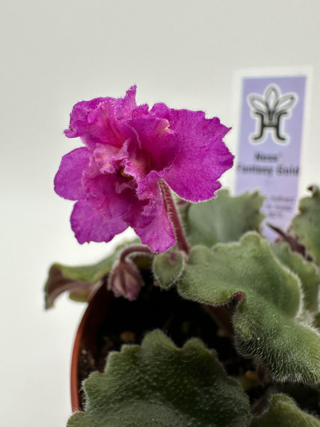 African Violets For Sale! – Heavenly Creation Nursery