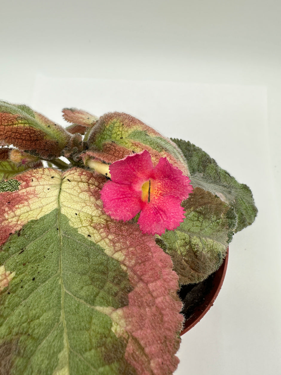 Episcia cupreata (Flame Violet) – Heavenly Creation Nursery