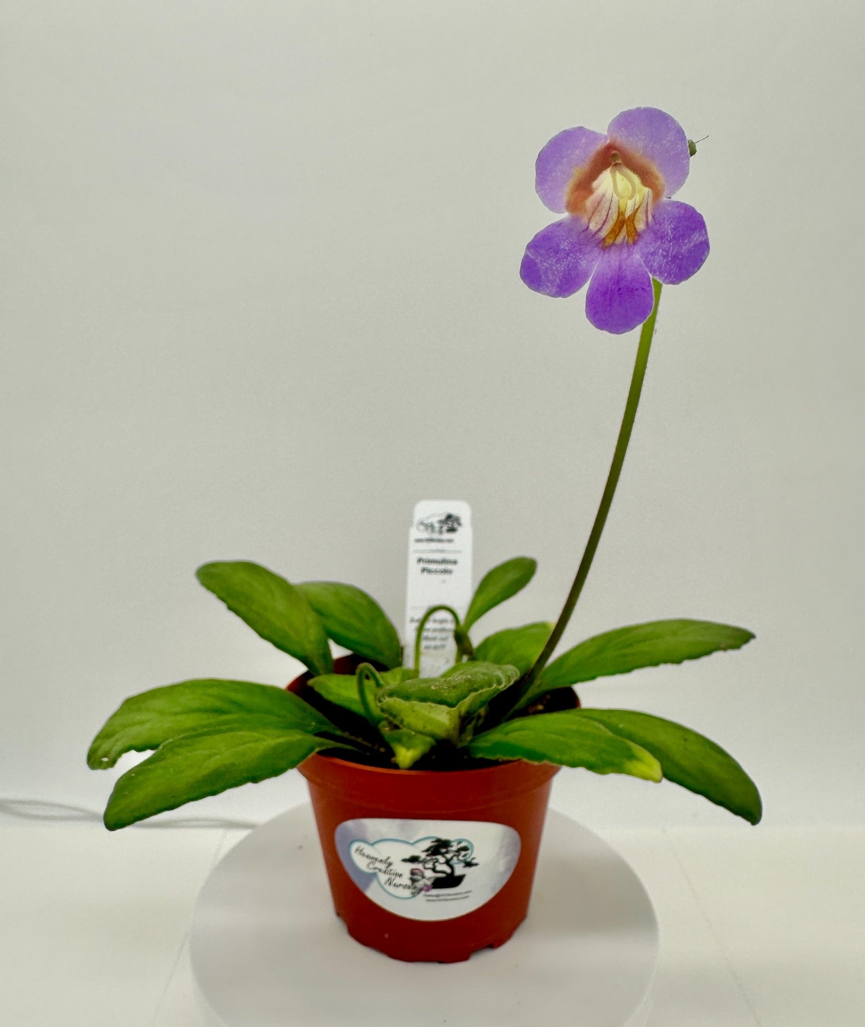 Piccolo Asian Violet (Primulina) - Live Plant 4" – Heavenly Creation ...