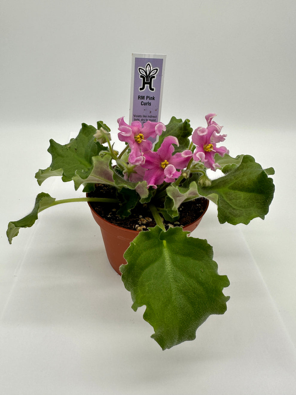 RM Pink Curls - Live African Violet 4" – Heavenly Creation Nursery