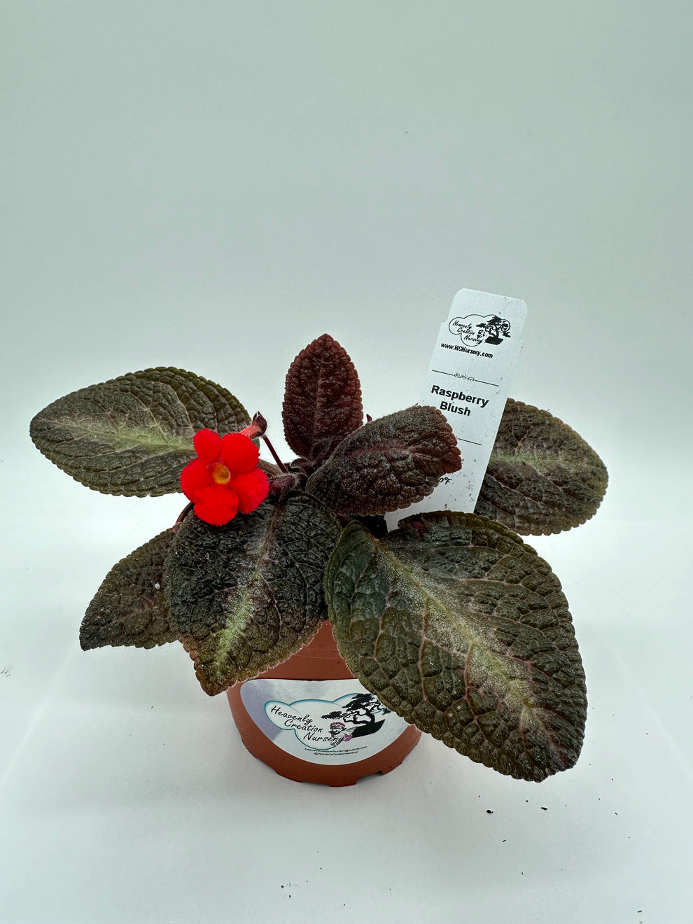 Raspberry Blush - Live Episcia 4" – Heavenly Creation Nursery