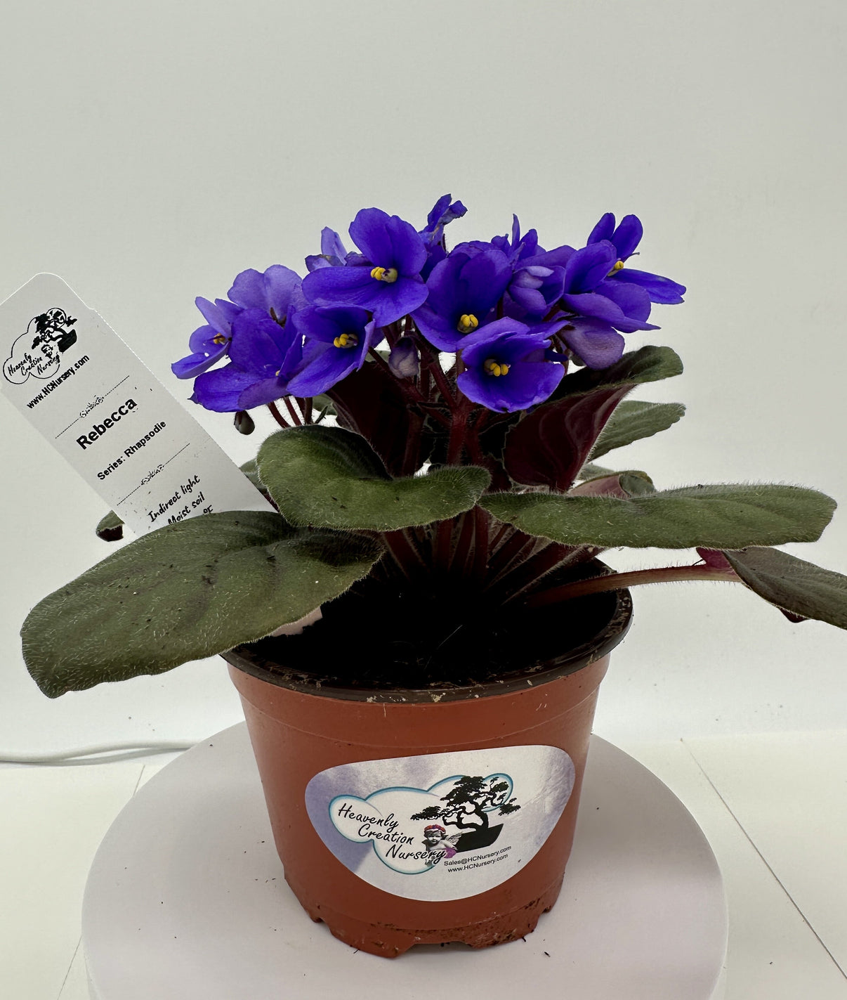 Rebecca - Live African Violet 4" - Series: Rhapsodie – Heavenly ...