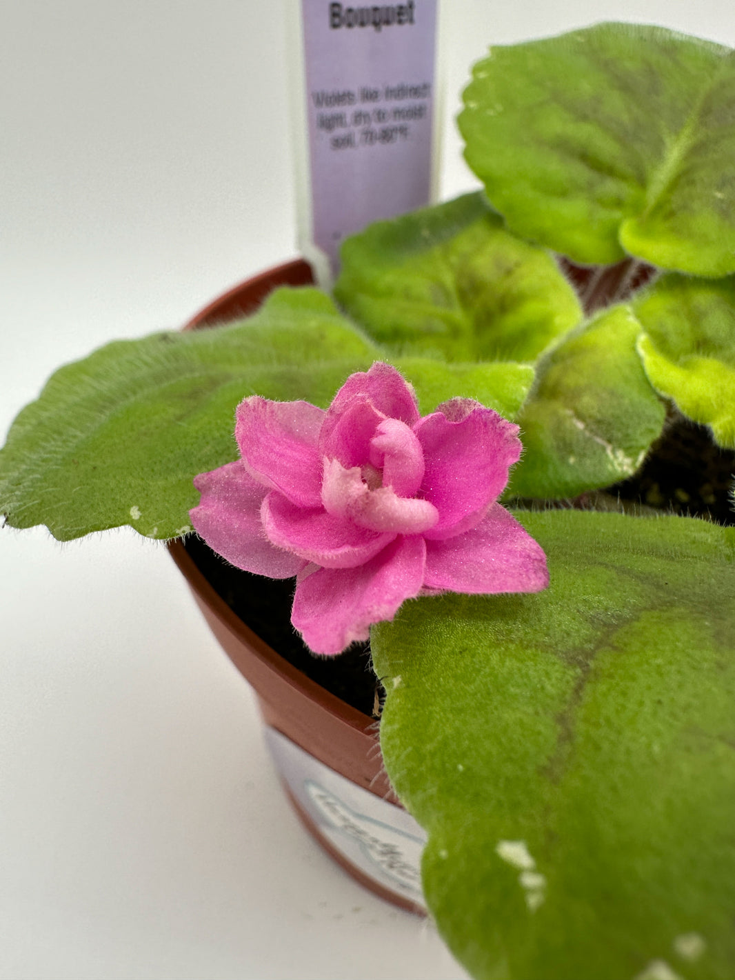 African Violets For Sale! – Heavenly Creation Nursery