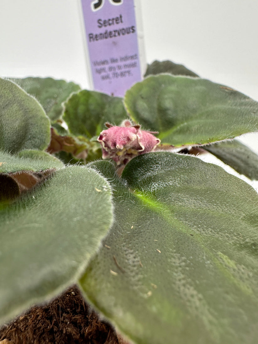 Secret Rendezvous - Live African Violet 4" – Heavenly Creation Nursery