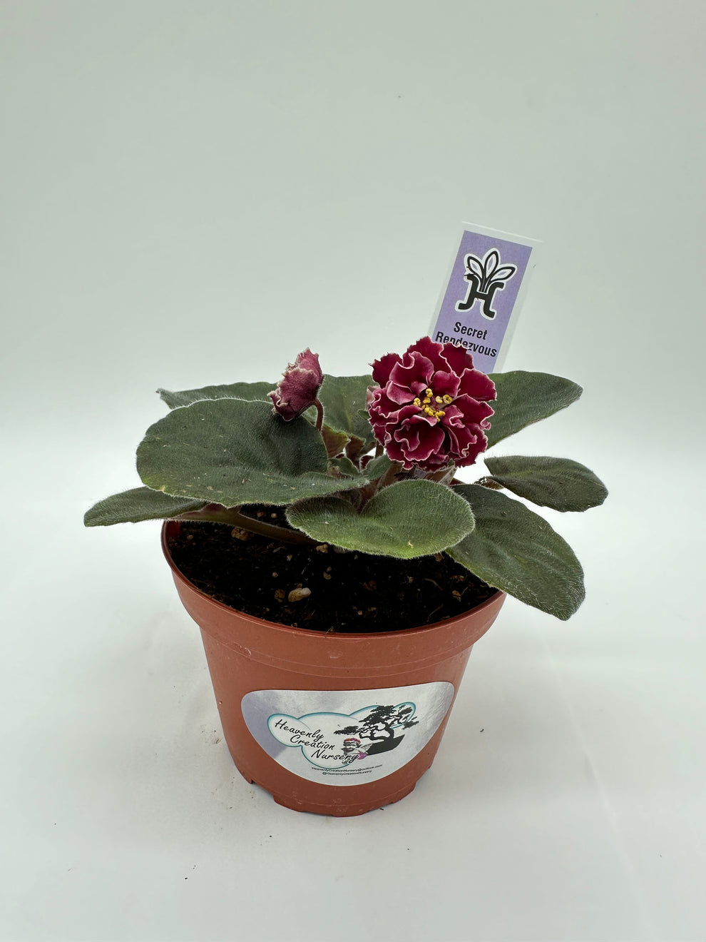 Secret Rendezvous - Live African Violet 4" – Heavenly Creation Nursery