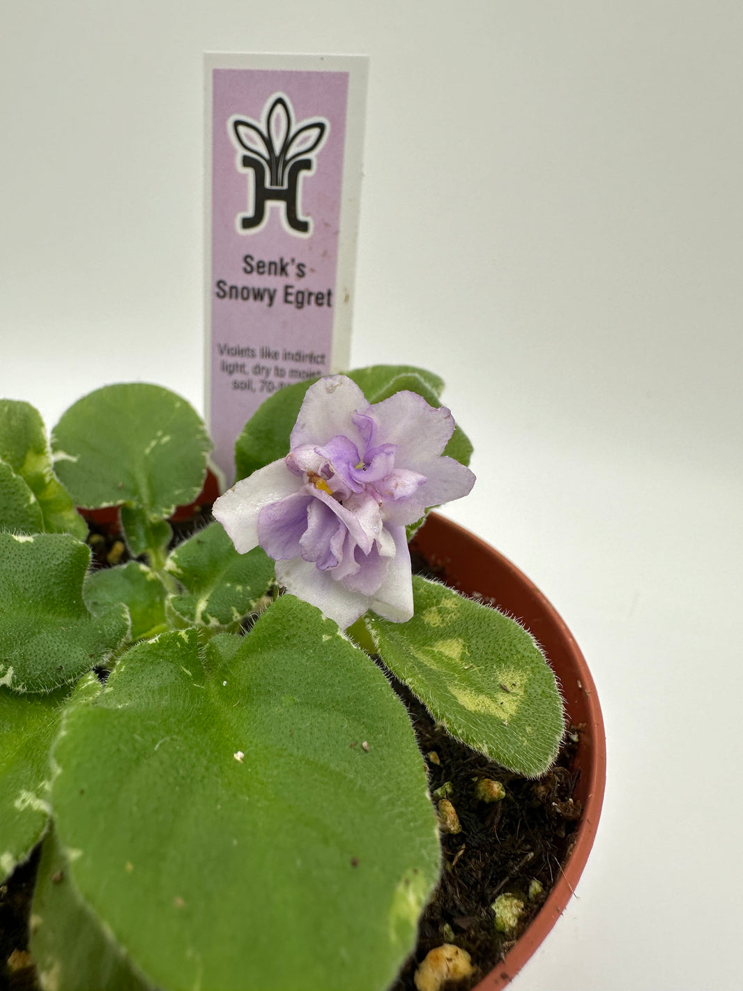 African Violets For Sale! – Page 2 – Heavenly Creation Nursery