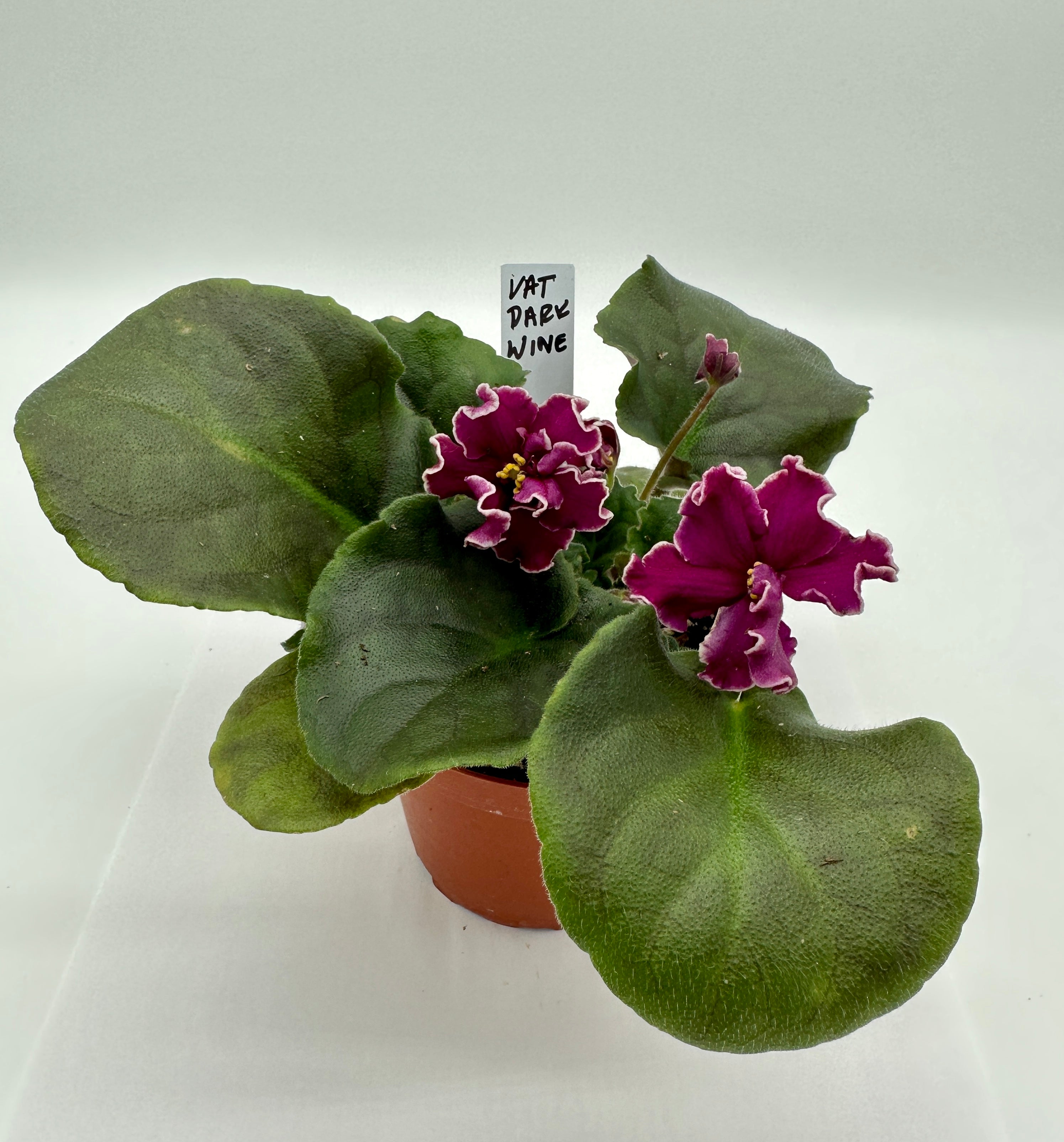 VaT Dark Wine - Live African Violet 4" – Heavenly Creation Nursery
