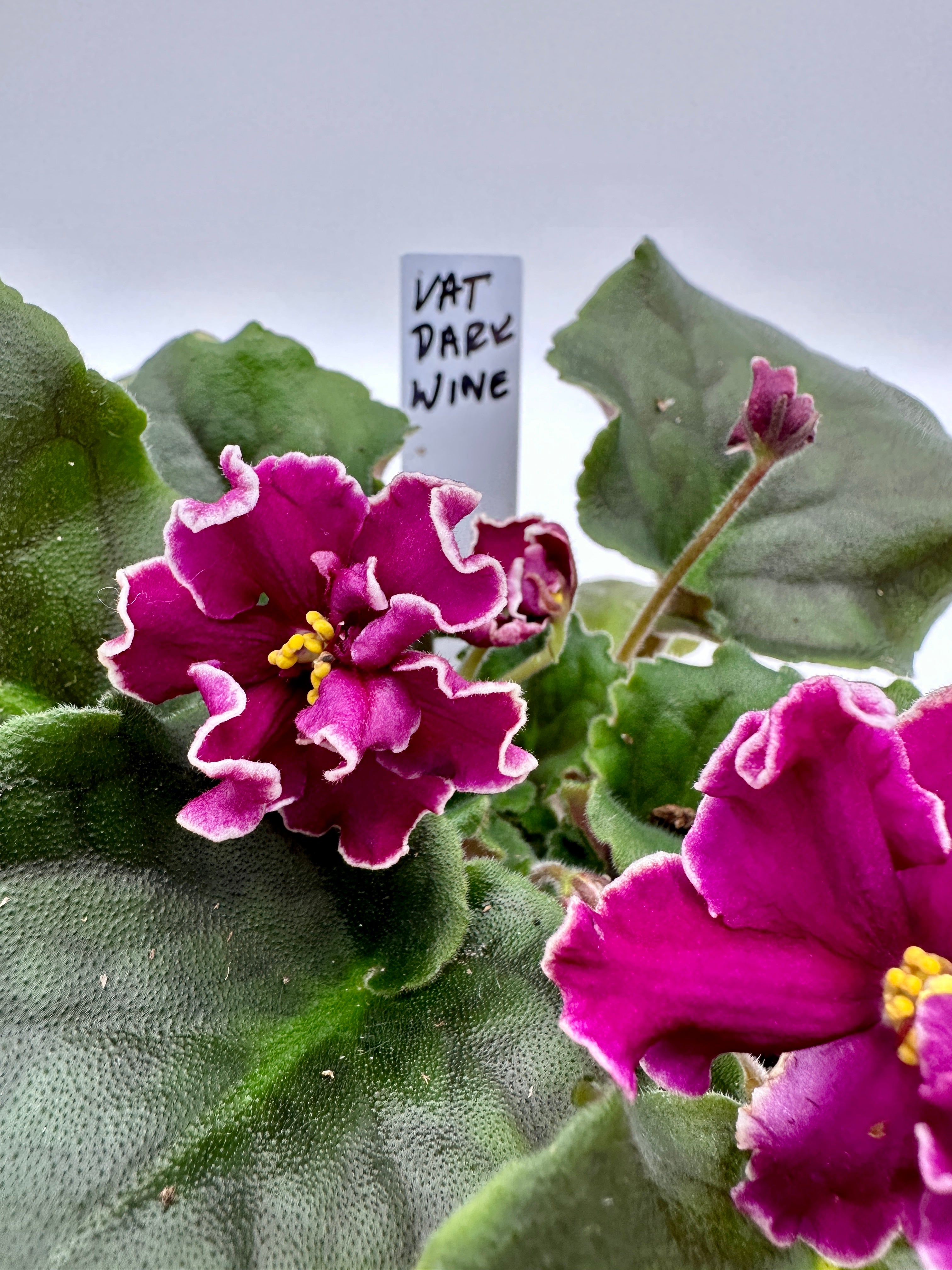 VaT Dark Wine - Live African Violet 4" – Heavenly Creation Nursery