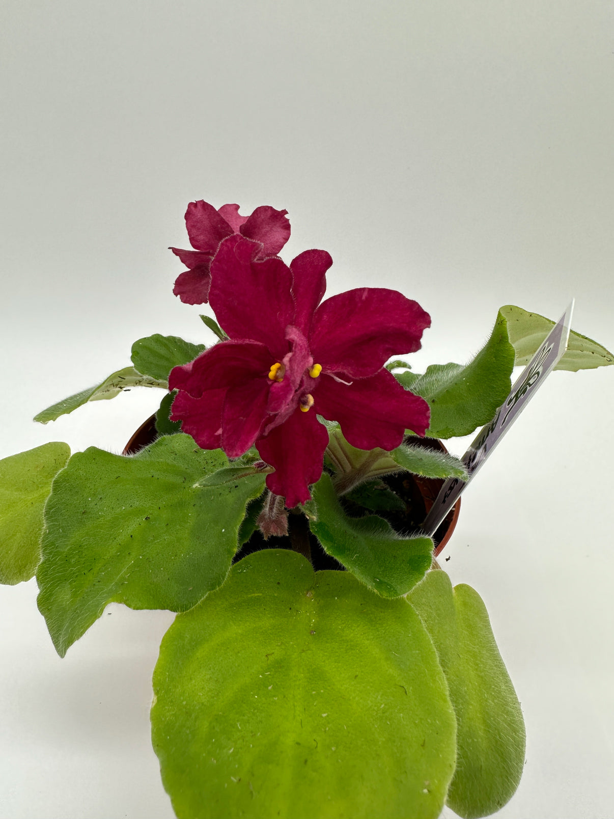 VaT Amethyst - Live African Violet 4" – Heavenly Creation Nursery