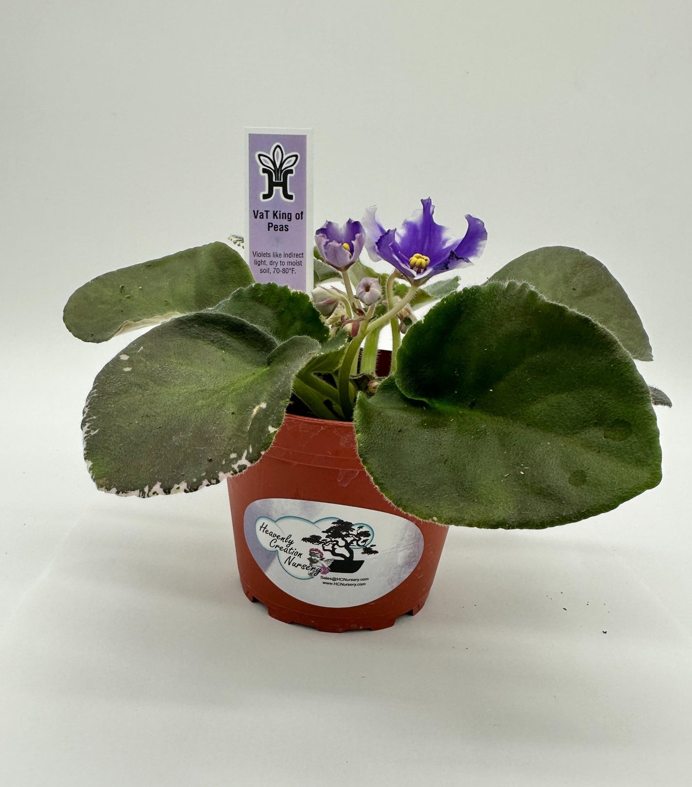VaT King of Peas - Live African Violet 4" – Heavenly Creation Nursery