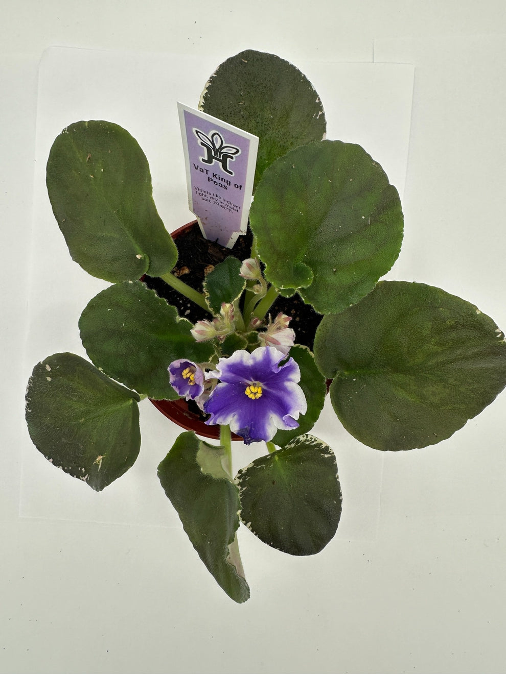 VaT King of Peas - Live African Violet 4" – Heavenly Creation Nursery