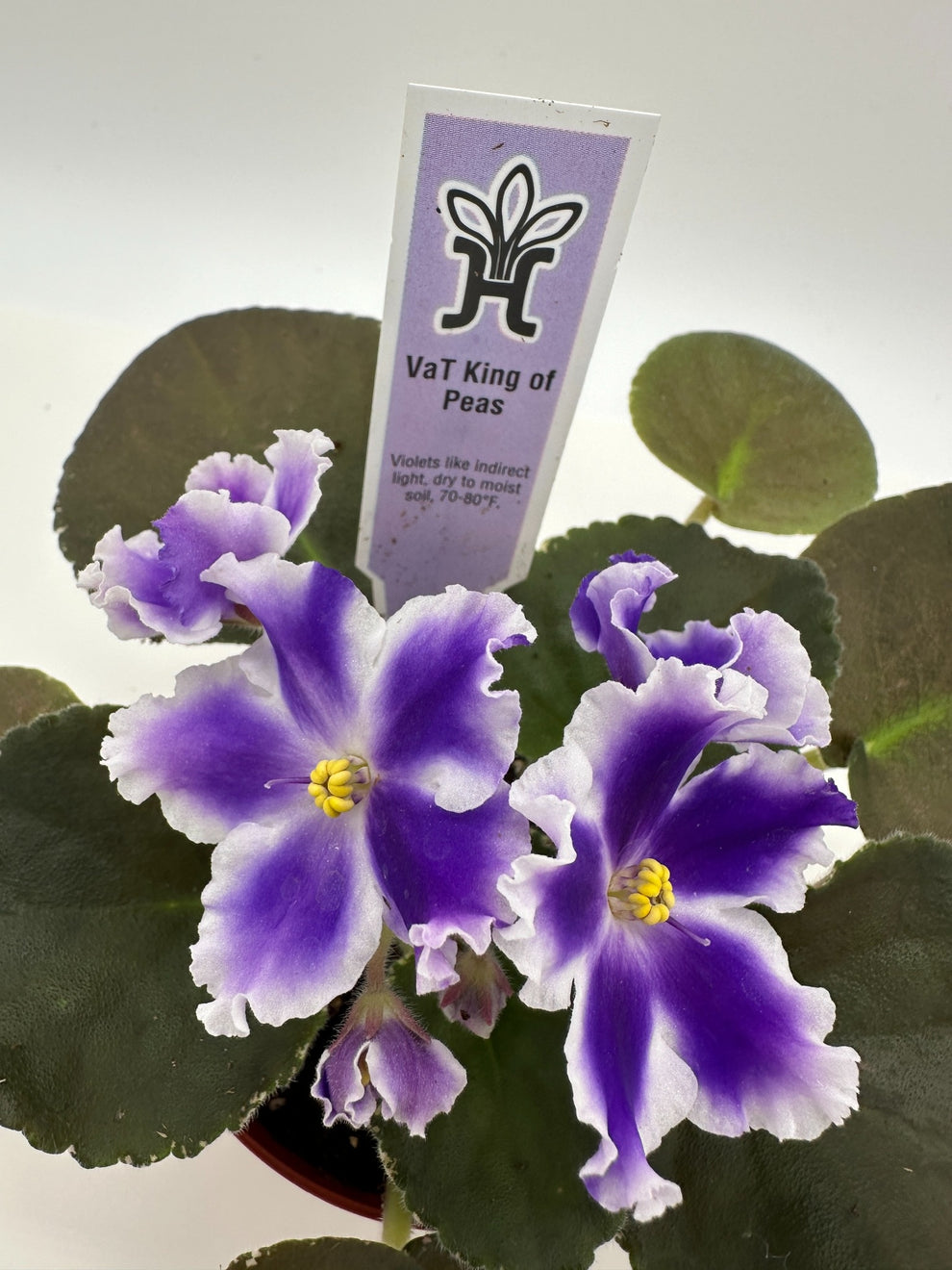 VaT King of Peas - Live African Violet 4" – Heavenly Creation Nursery
