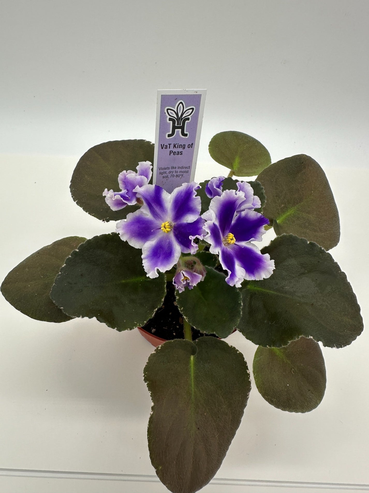 VaT King of Peas - Live African Violet 4" – Heavenly Creation Nursery