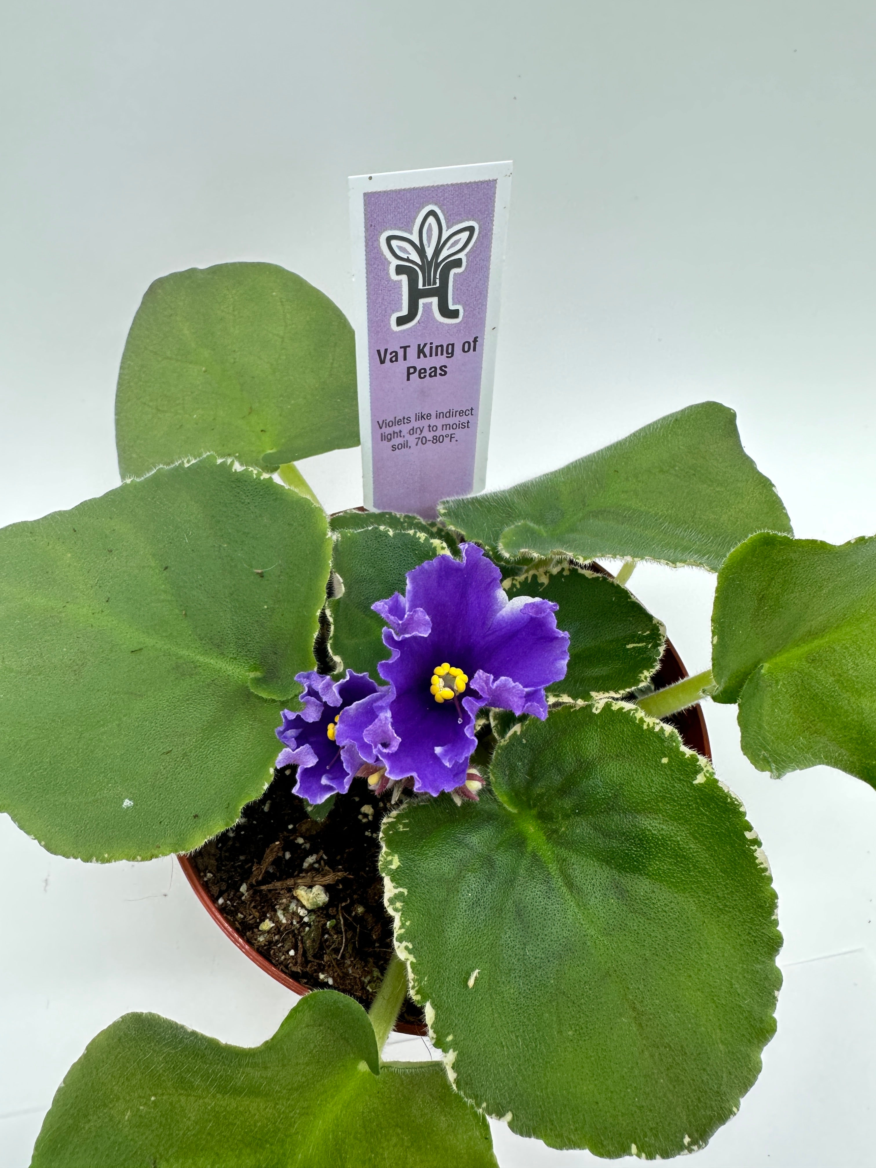 VaT King of Peas - Live African Violet 4" – Heavenly Creation Nursery