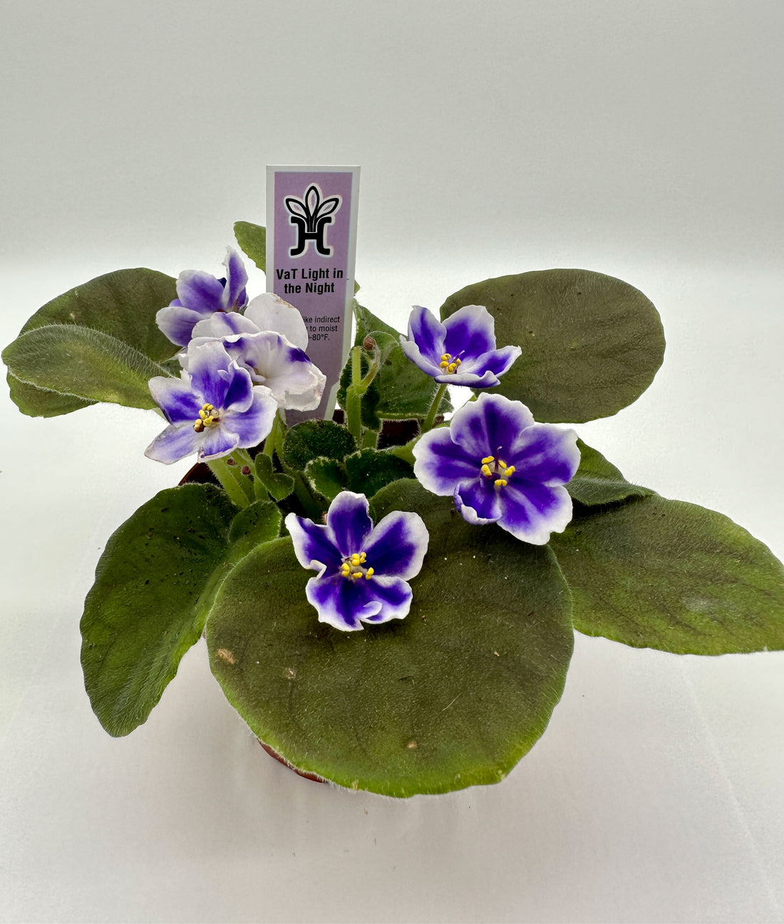 VaT Light in the Night - Live African Violet 4" – Heavenly Creation Nursery