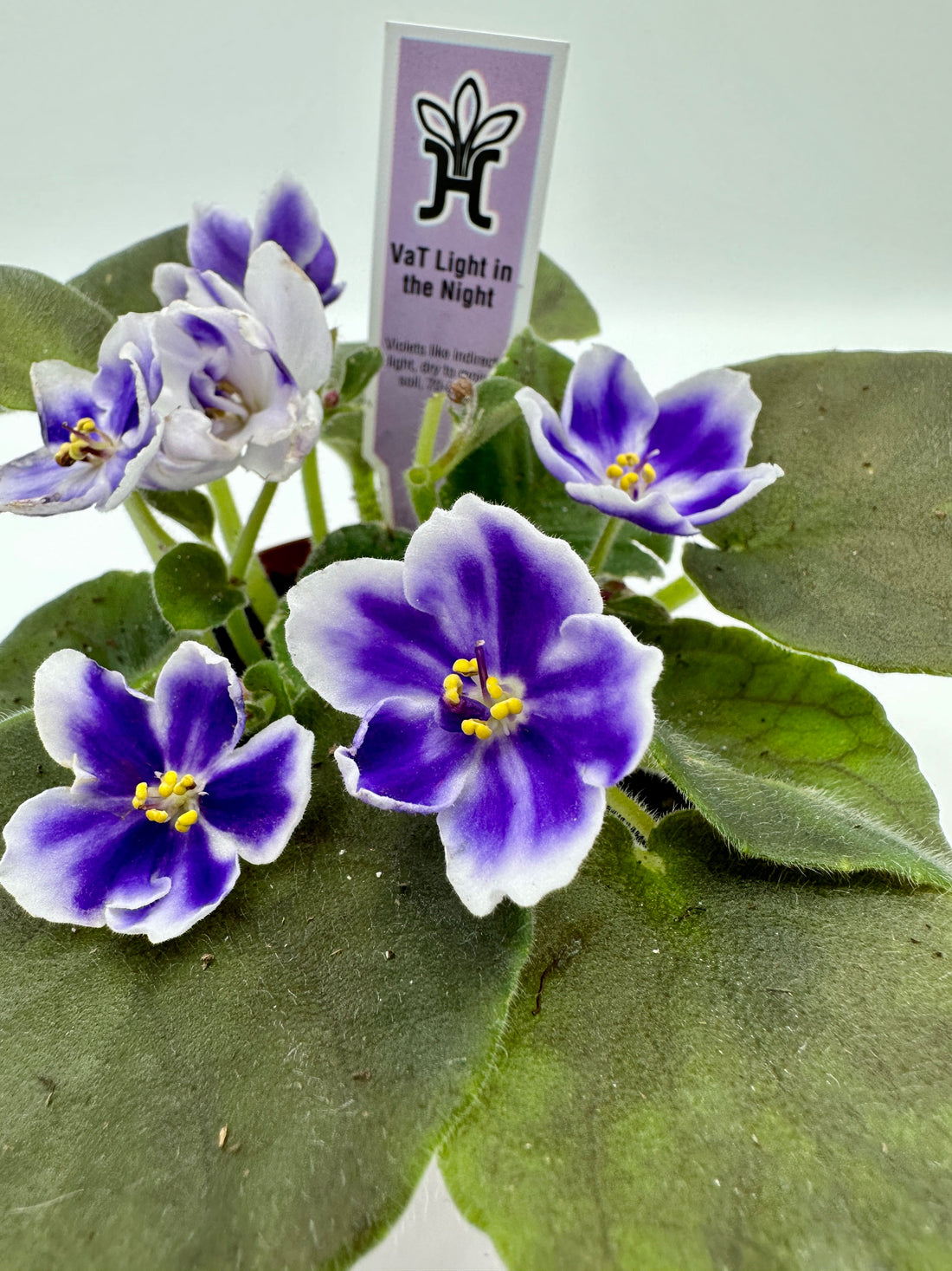 VaT Light in the Night - Live African Violet 4" – Heavenly Creation Nursery