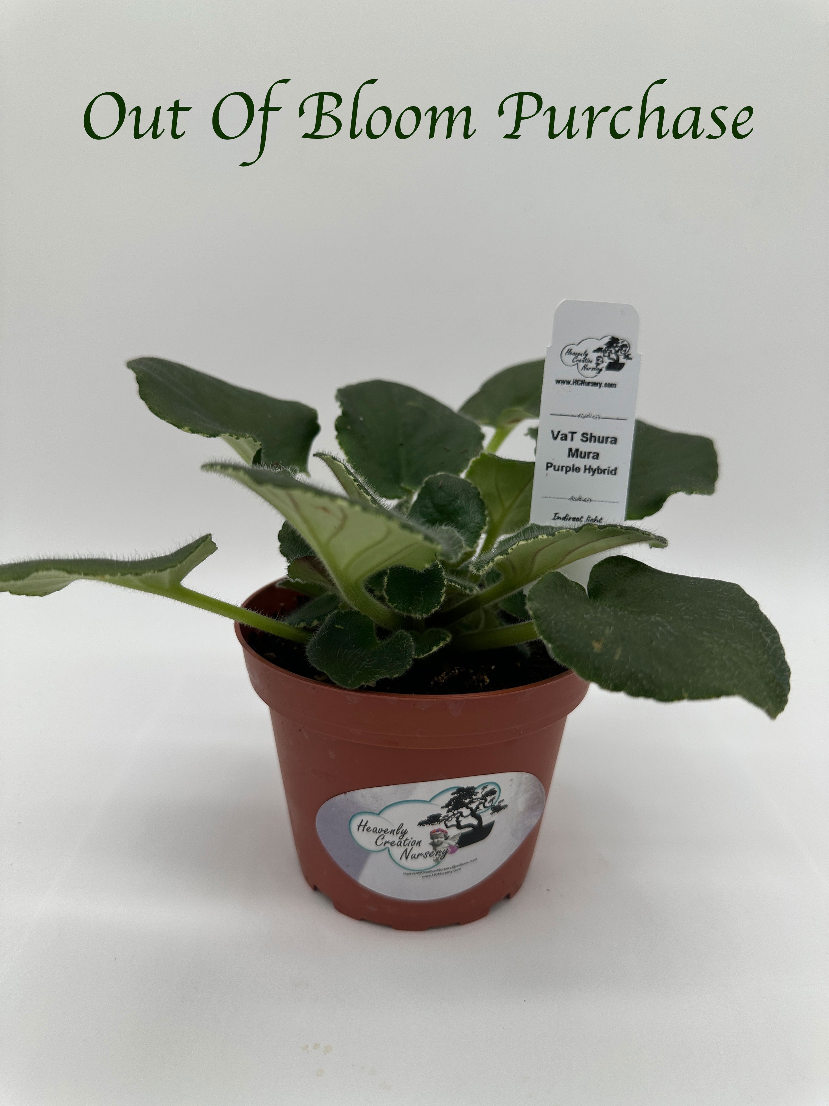 VaT Shura Mura Purple - Live African Violet 4" – Heavenly Creation Nursery