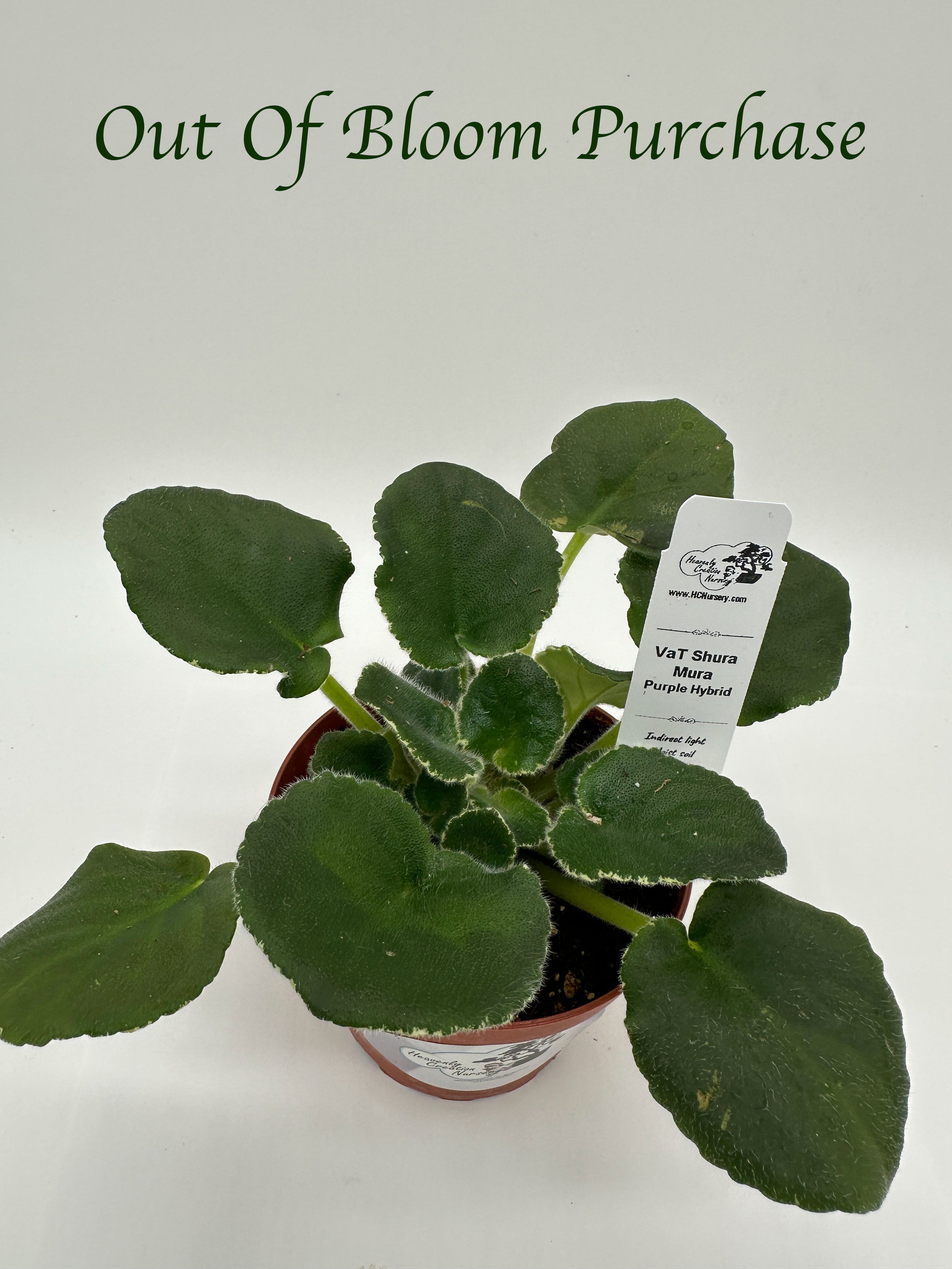 VaT Shura Mura Purple - Live African Violet 4" – Heavenly Creation Nursery