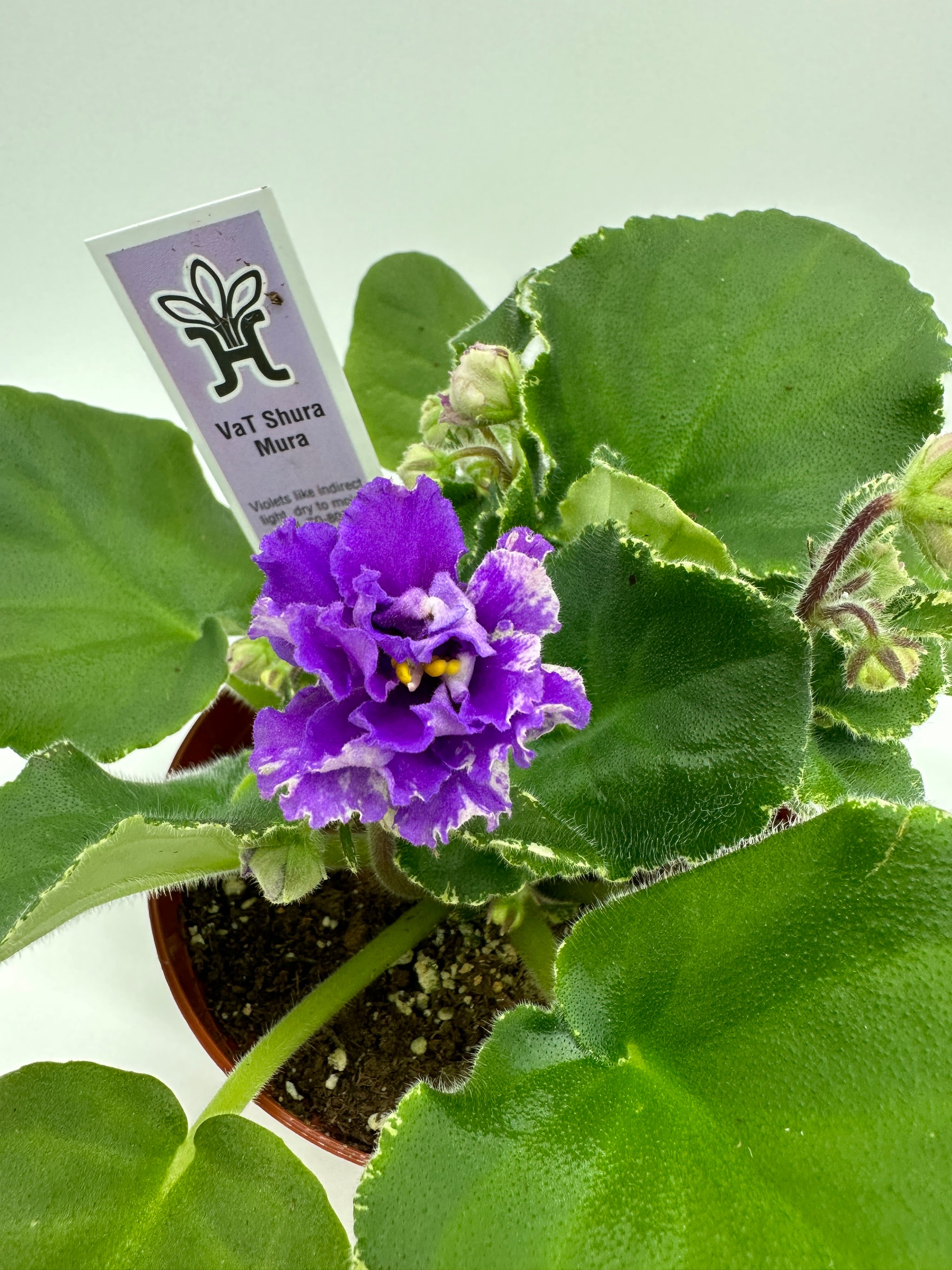 VaT Shura Mura Purple - Live African Violet 4" – Heavenly Creation Nursery