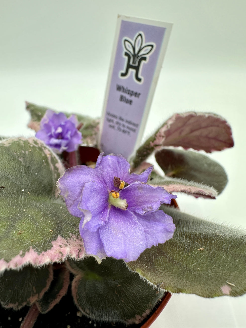 Whisper Blue - Live African Violet 4" – Heavenly Creation Nursery