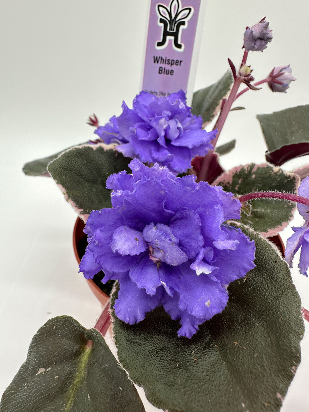 Whisper Blue - Live African Violet 4" – Heavenly Creation Nursery