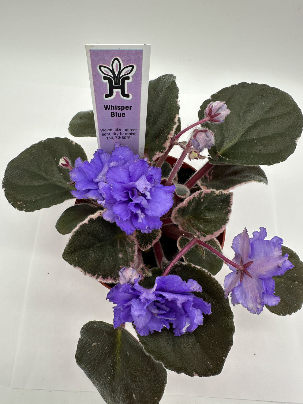 Whisper Blue - Live African Violet 4" – Heavenly Creation Nursery