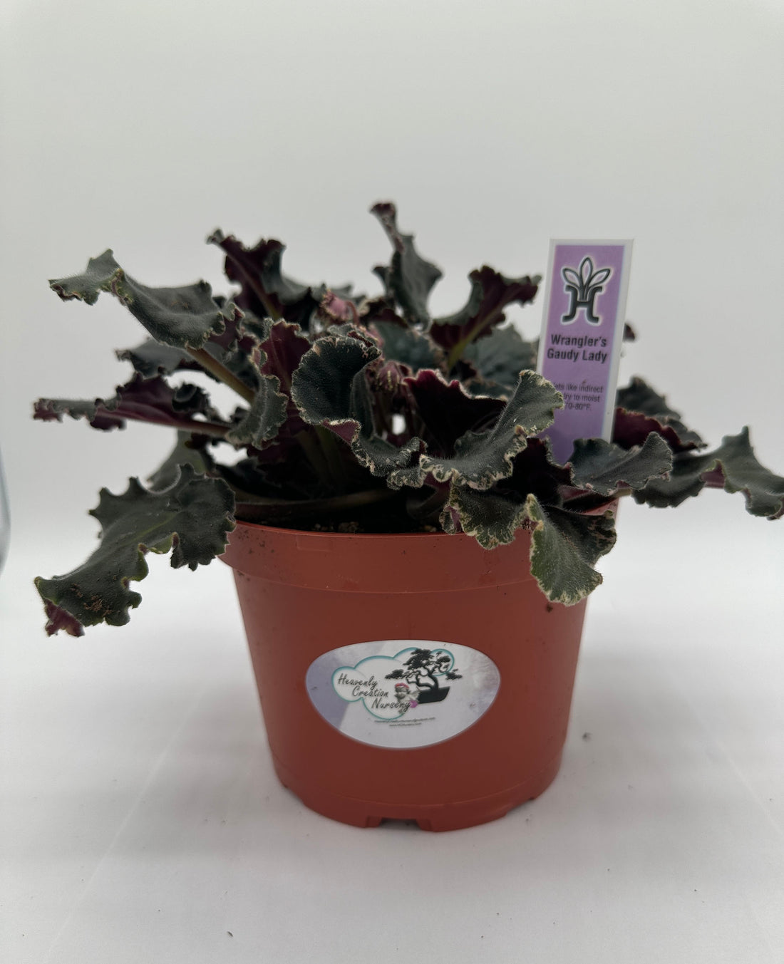 Wrangler's Gaudy Lady - Live African Violet 6" – Heavenly Creation Nursery