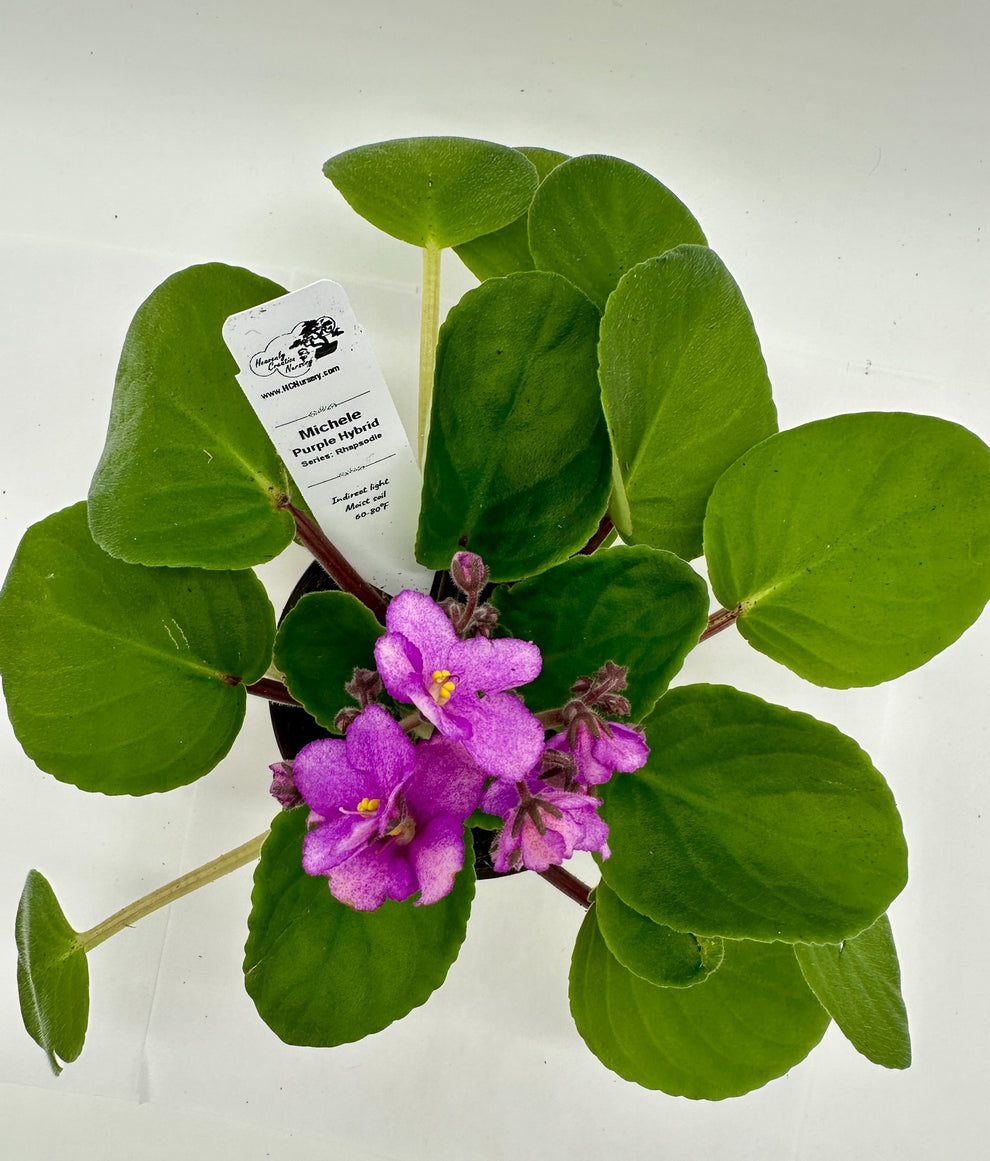 Michele - Purple Hybrid - Live African Violet 4" - Series: Rhapsodie ...