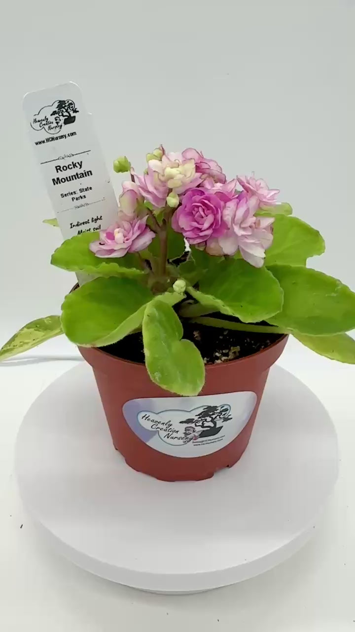 Rocky Mountain - Live African Violet 4" - Series: State Parks - (HCN S ...